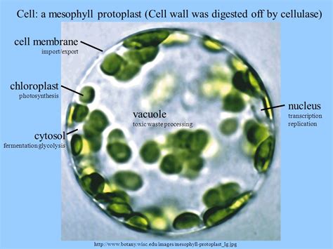 The Interaction Of An Organism And Its Environment Ppt Download