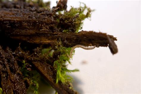 Wormie By Davendie99 On Deviantart