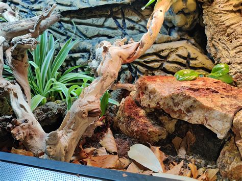 My New Bioactive Leopard Gecko Enclosure R Herphomes