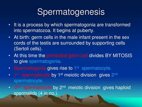 Ppt Spermatogenesis Powerpoint Presentation Free Download Id1718396
