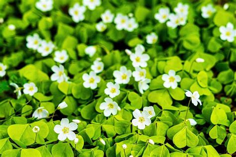 How To Grow And Care For Oxalis Wood Sorrel Gardeners Path