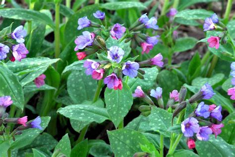 Lungwort A Guide To Growing This Life Saving Lung Disease Plant