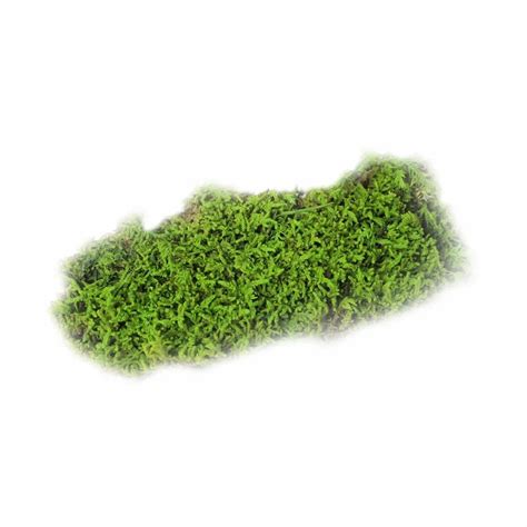 Munticolor Natural Moss Grass Miniatures 5kg At Rs 25piece In New Delhi Id 2853133887433