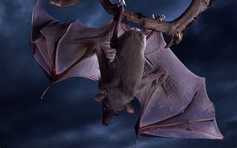 Bat Wallpapers 4k Hd Bat Backgrounds On Wallpaperbat