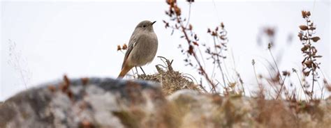 Randonnée Migration Des Oiseaux Compagnie Des Guides De Chamonix