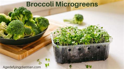 Broccoli Microgreens Your Ultimate Guide