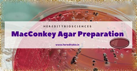 Mastering Macconkey Agar A Step By Step Guide Heredity Bioscience