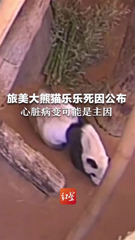 旅美大熊猫乐乐死因公布：心脏病变可能是主因凤凰网视频凤凰网