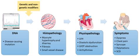 Exploring The Continuum Of Hypertrophic Cardiomyopathy—from Dna To