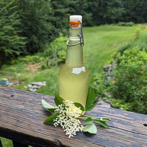How To Make Elderflower Syrup Vermont Evaporator