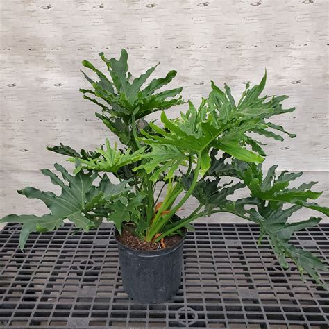 10 Philodendron Lickity Split Baker Garden And T