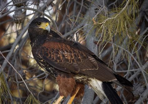 Wild Harris Hawk Arizona R Birdsofprey