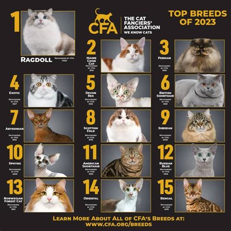世界最大級の愛猫団体が発表！ 世界人気猫種ランキングtop15 ペトハピ