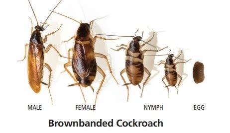 Cockroach Nymph