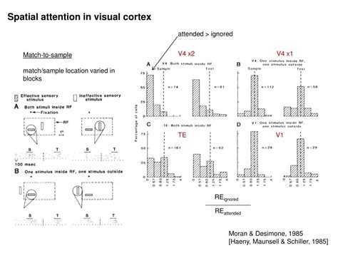 Ppt Higher Cortical Circuits For Visual Attention Powerpoint Presentation Id2033671