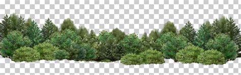 Tree Shrub Garden Desktop PNG Clipart Biome Branch Computer Icons Conifer Desktop Free PNG