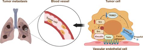 The Hypothesized Pathway Indicating Propofol Promotes Tumor Metastasis Download Scientific