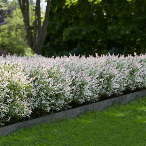 Tri Color Dappled Willow Bush Compare Price