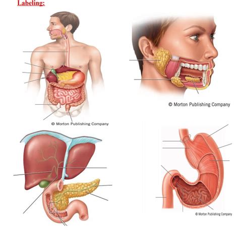 Bio 202 Lab Digestive System Diagram Quizlet