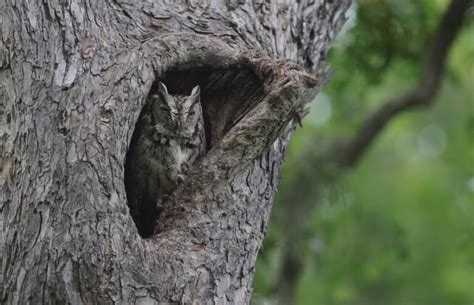 The Science Behind The Owls Asymmetrical Ears