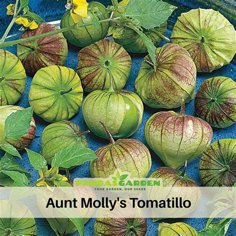 Aunt Mollys Tomatillo Seeds Physalis Philadelphica Open Pollinated