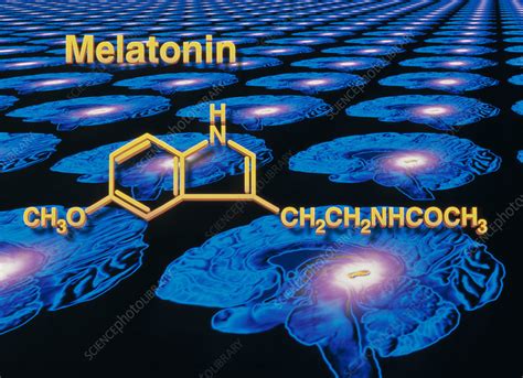 Artwork Of Melatonin Secretion By Pineal Gland Stock Image P750