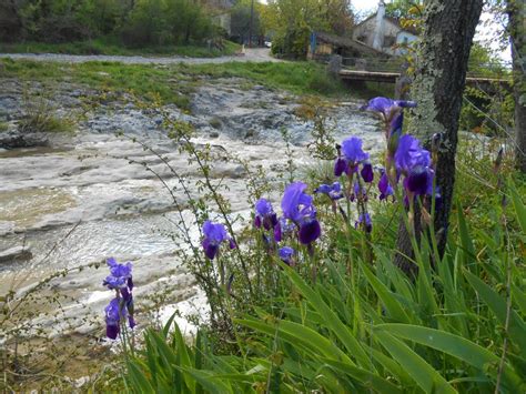 Cro Active Perunika Iris Croatica