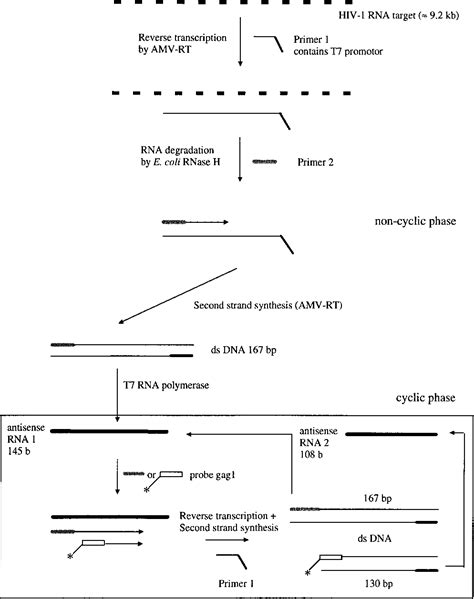 Nucleic Acid Sequence Based Amplification Nasba Principle At Herbert