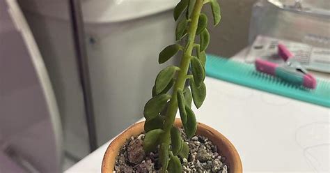 Etiolation Question Album On Imgur