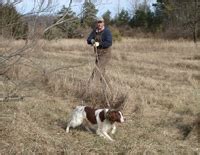American Brittany Spaniel Trainer Training Your Brittany