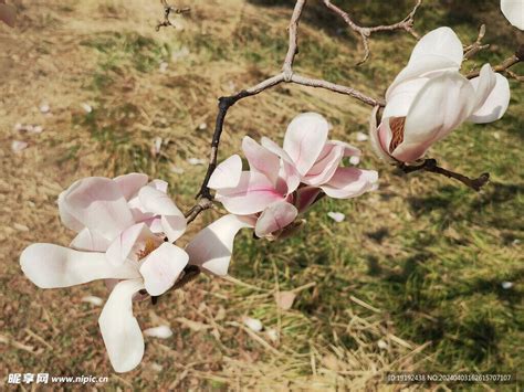 望春玉兰摄影图花草生物世界摄影图库昵图网