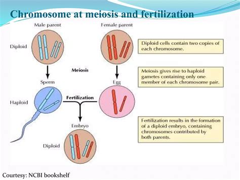 Mitosis Meiosis And Inheritance Ppt