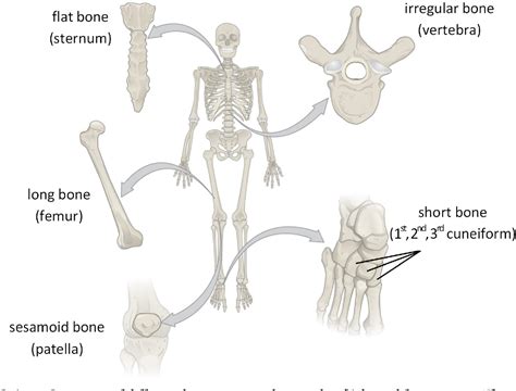 Figure 2 13 From Cemented Tibial Tray Fixation Semantic Scholar
