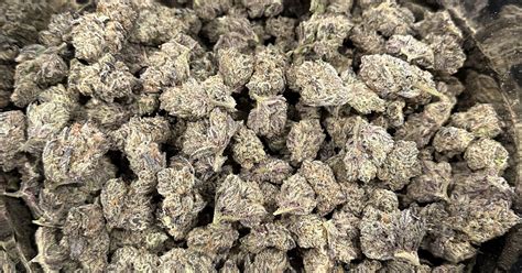 A Buds B Buds And Smalls Does Bud Size Matter The Botanical Co