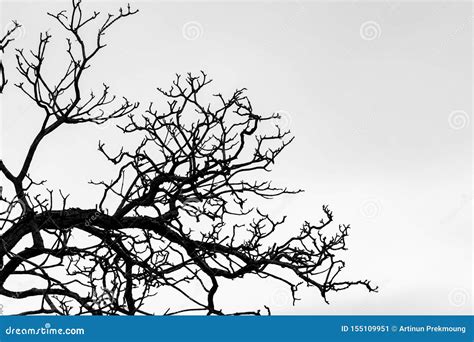 Silhouet Dode Boom En Tak Die Op Witte Achtergrond Wordt Gesoleerd De