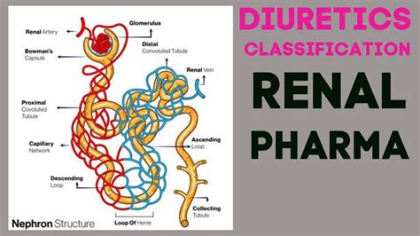 Diuretics Classification Pharmacology Renal Diuretic