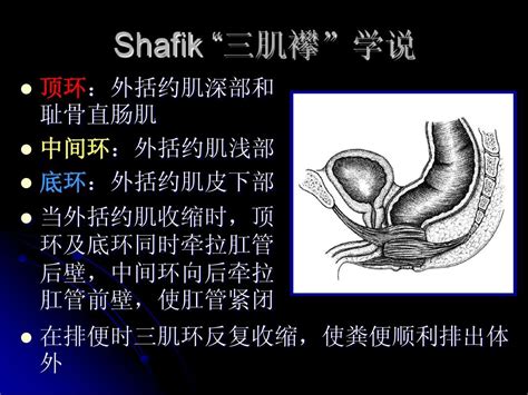 直肠肛管解剖 Word文档在线阅读与下载 无忧文档