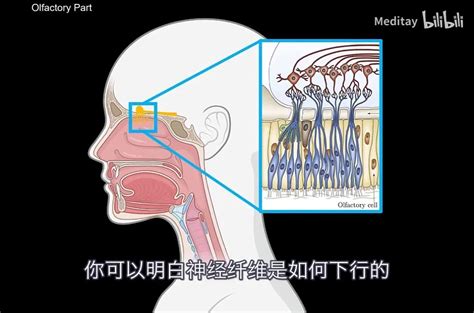 鼻解剖（软骨、鼻腔、鼻窦、鼻道、鼻黏膜） 哔哩哔哩