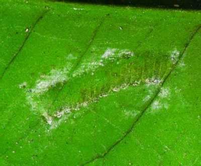 Pierces Disease Viticulture And Enology