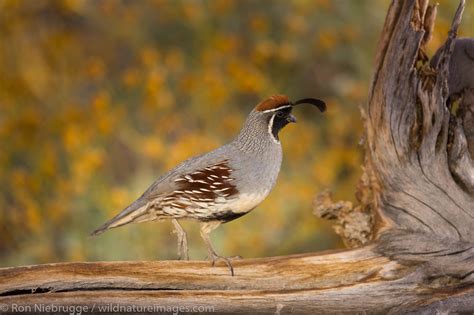Gambels Quail Photos By Ron Niebrugge