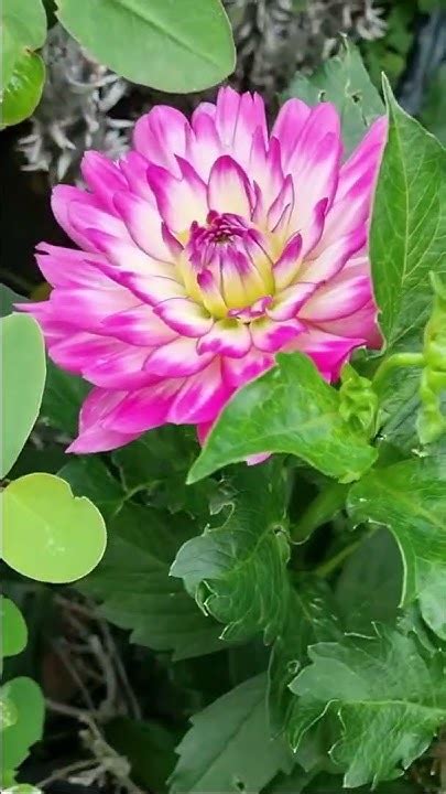 Usa Este Sustrato En Tus Dalias Youtube