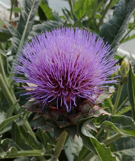 Fiore Del Cardo Purple Flower With Green Leaves