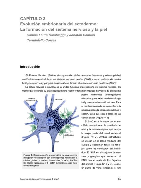 Capítulo 3 Desarrollo Del Ectodermo Pdf Sistema Nervioso Sistema
