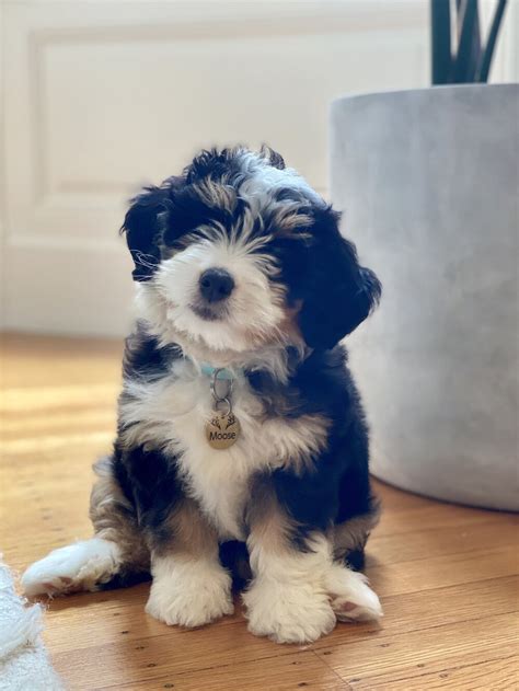 What Is A Mini Bernedoodle