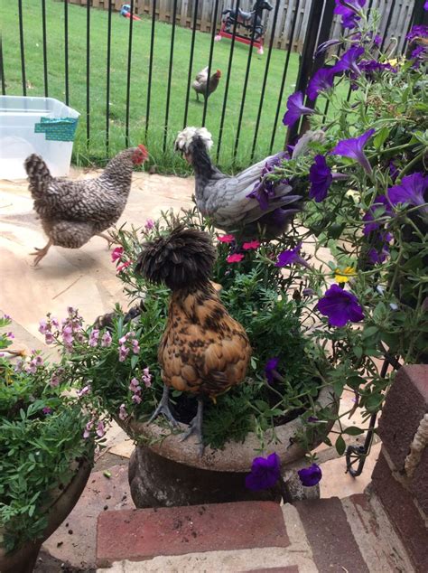 Polish Chicks Sexing Backyard Chickens Learn How To Raise Chickens