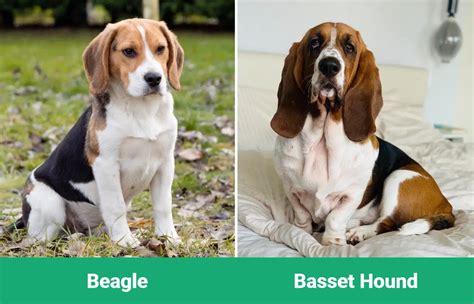 Beagle Vs Basset Hound The Differences With Pictures Dogster