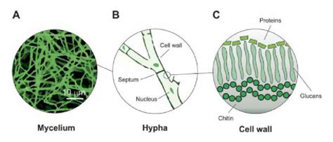 A Optical Morphology Of Mycelium Fiber B Schematic Representation