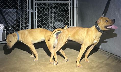 American Sentinel K9s Apbts And Bandogs American Sentinel K9 Llc