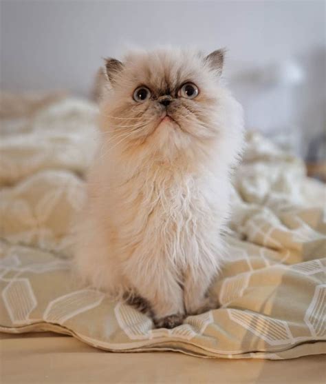 What The Type Of Cat You Have Says About Your Personality And Emotional State Yourtango