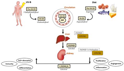 Vitamin D And Calcium In Arteries At Benjamin Hutchison Blog